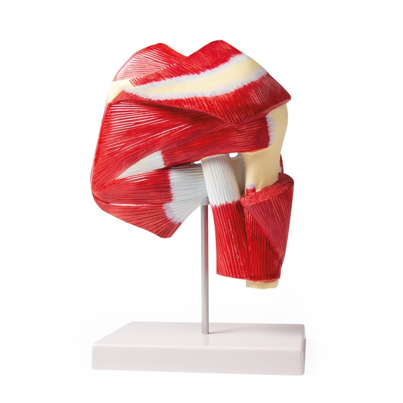 Shoulder Skeleton Model with Deep Muscle | Health and Care